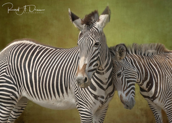 Where the Wild Things Are…and the Amish – Sally Wolf Photography